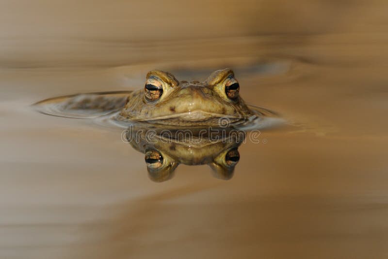 Toad in the water. stock image. Image of water, look - 163625361