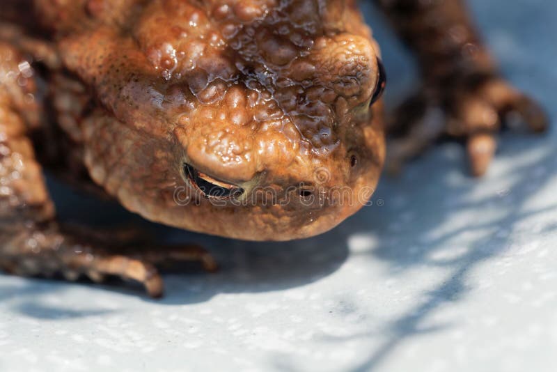 Head of a Common Toad, Bufo Bufo Stock Image - Image of common, aquatic ...