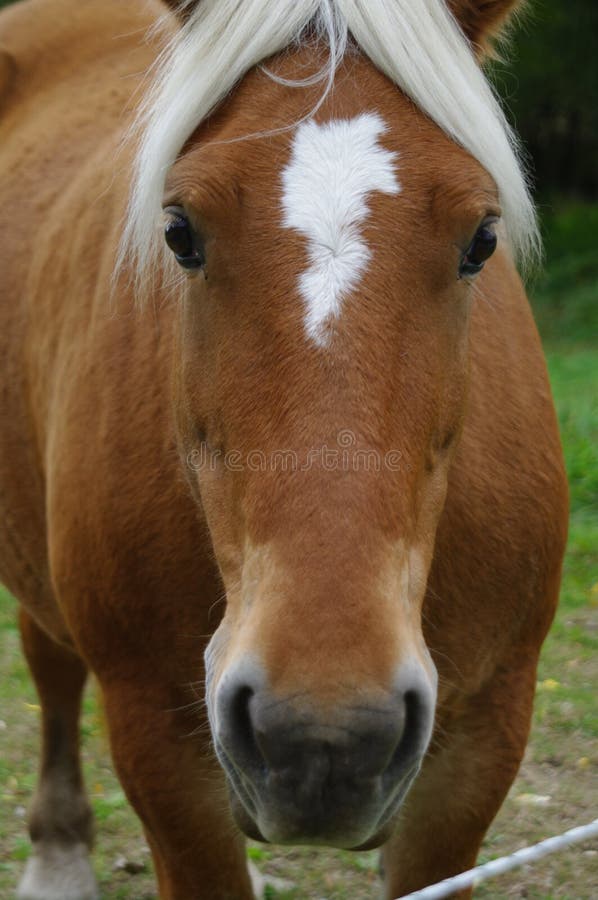 Head of comtois horse stock image. Image of mammal, portrait - 16765127