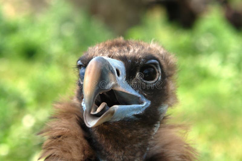 Head condor stock photo. Image of buzzard, condor, carrion - 87813276