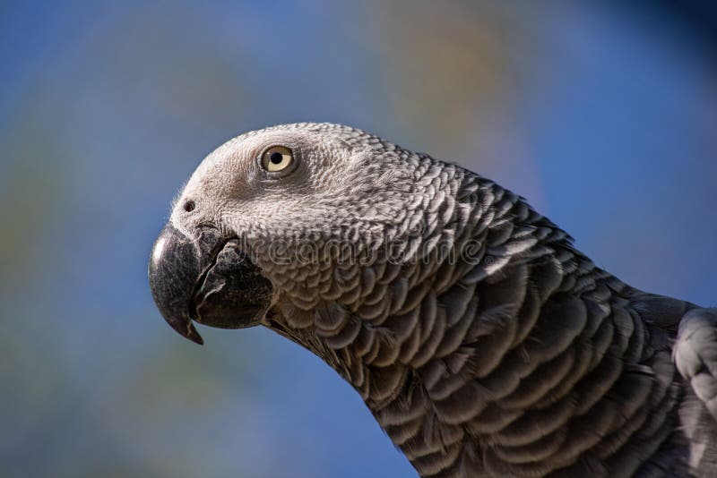 Grey Parrot, Psittacus Erithacus, Known As the Congo Grey Parrot, Congo ...