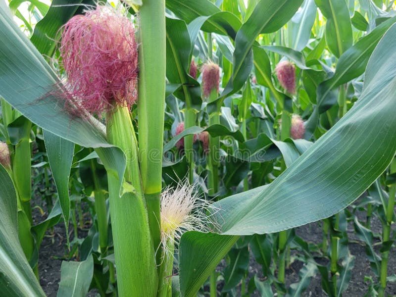 Head of Corn in the Field Close-up Stock Image - Image of sweet, crop ...