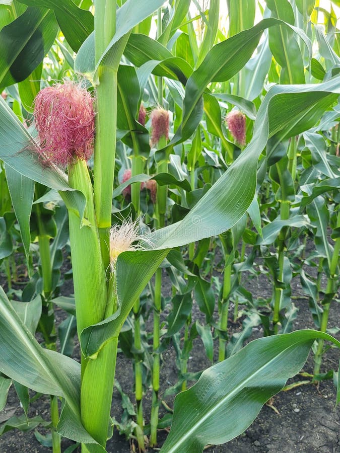 Head of Corn in the Field Close-up. Vertical Orientation Stock Image ...