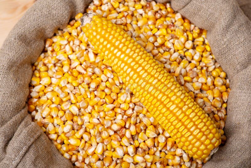 Head of corn on corn grain stock photo. Image of combine - 269520682