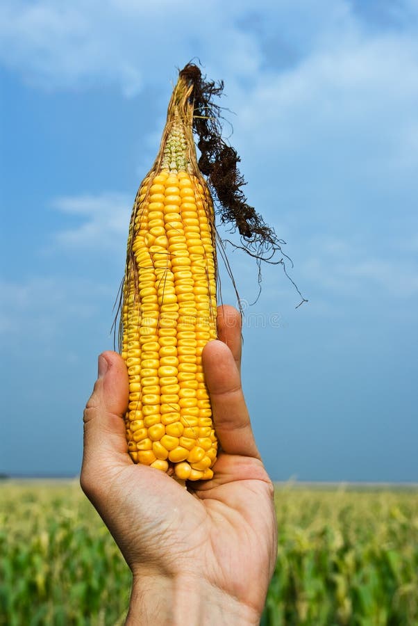 Head of corn in a hand stock image. Image of hand, culture - 10769749