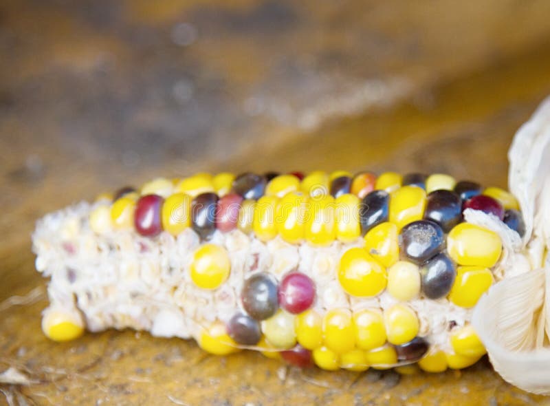 Head of Corn with Multi-colored Grains Stock Image - Image of corn ...