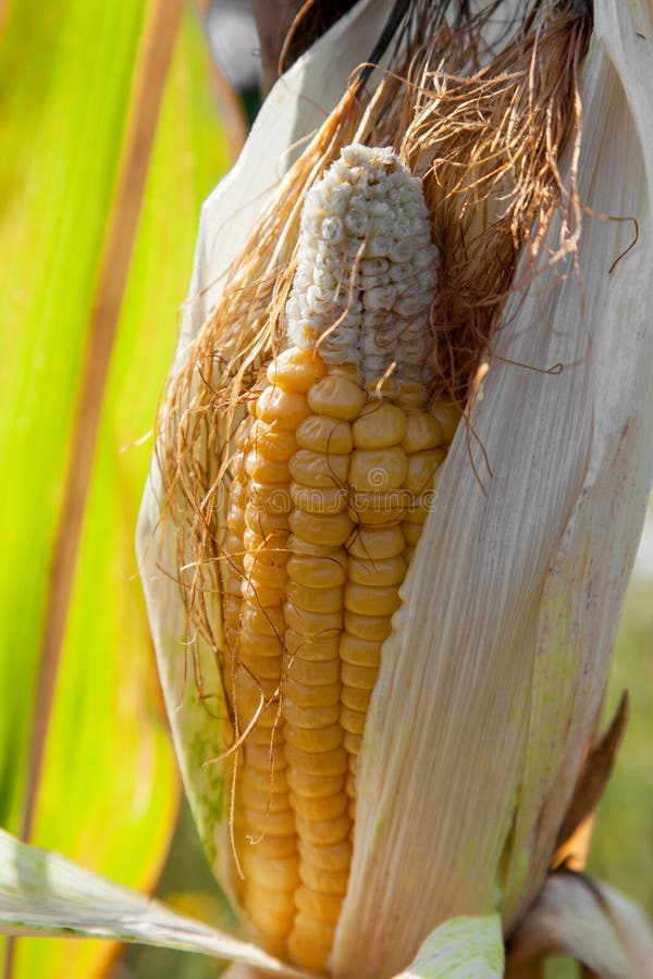A head corn stock photo. Image of natural, growth, field - 33270118