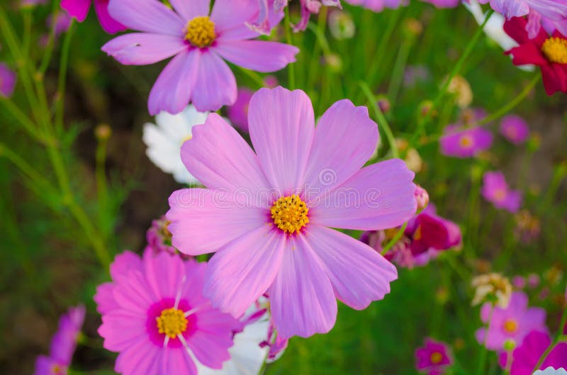 Head of cosmos flowers stock photo. Image of fresh, flower - 79612906