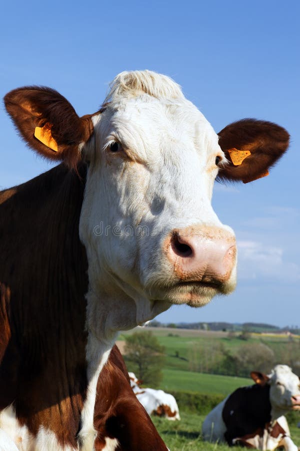 Head of country cow stock photo. Image of dairy, farmland - 16552420