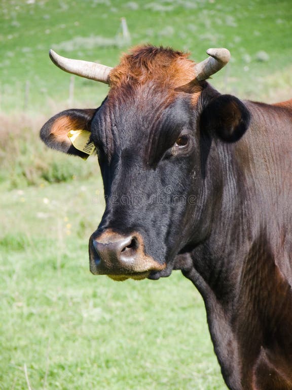 Head of cow stock photo. Image of head, agriculture, food - 5574610