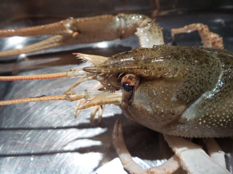 Crayfish head closeup stock image. Image of prepared - 11830779