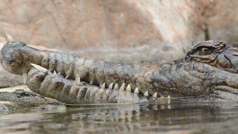 Crocodile Head Half Submerged in the River of a Zoo Natural Park Stock ...