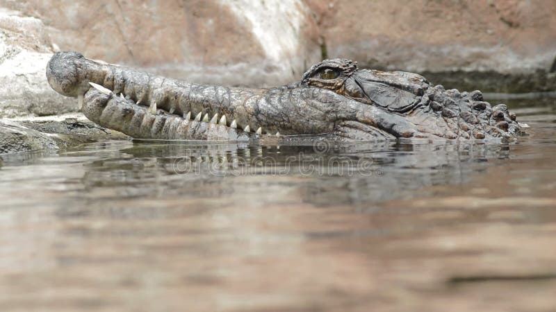 Crocodile Head Half Submerged in the River of a Zoo Natural Park Stock ...