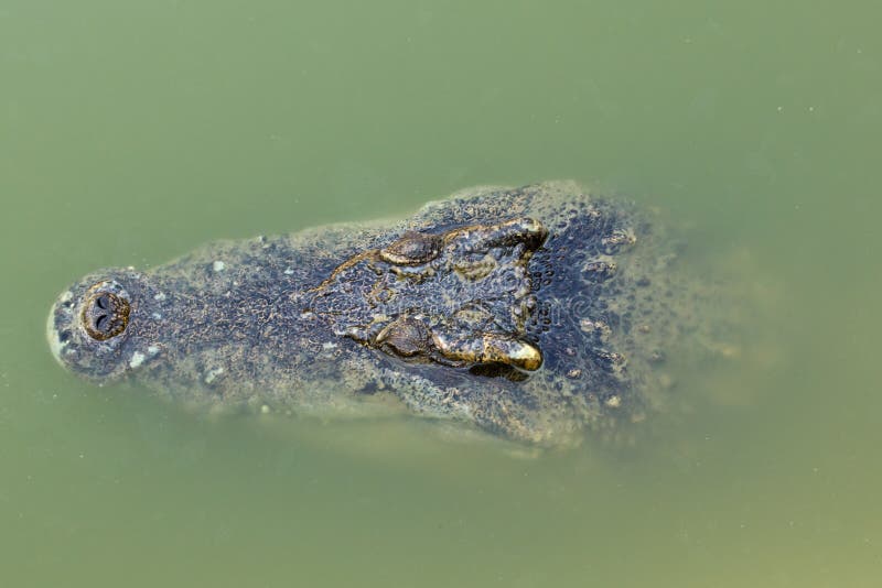 Head of a Crocodile Floating Stock Image - Image of vacations, outdoors ...