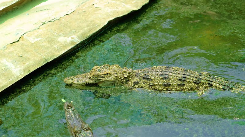 The Head of a Crocodile Hidden in a Swamp Swim Water of a River among ...