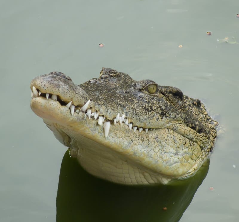 Head of crocodile stock photo. Image of fish, dangerous - 49775878