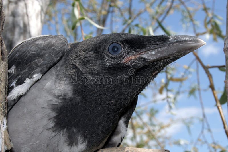 Head of the crow 2. stock image. Image of black, beak - 2657869