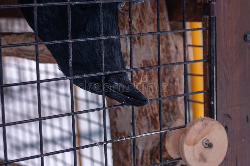 Head of a Crow that Sits Upside Down in a Cage Stock Image - Image of ...