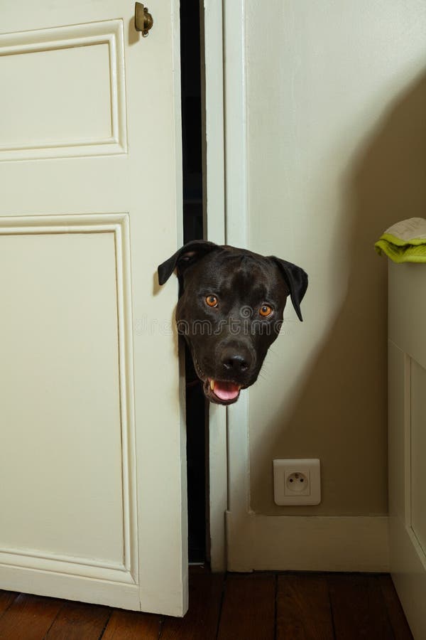 Head of Curious Dog Looking Inside the Room Stock Image - Image of ...