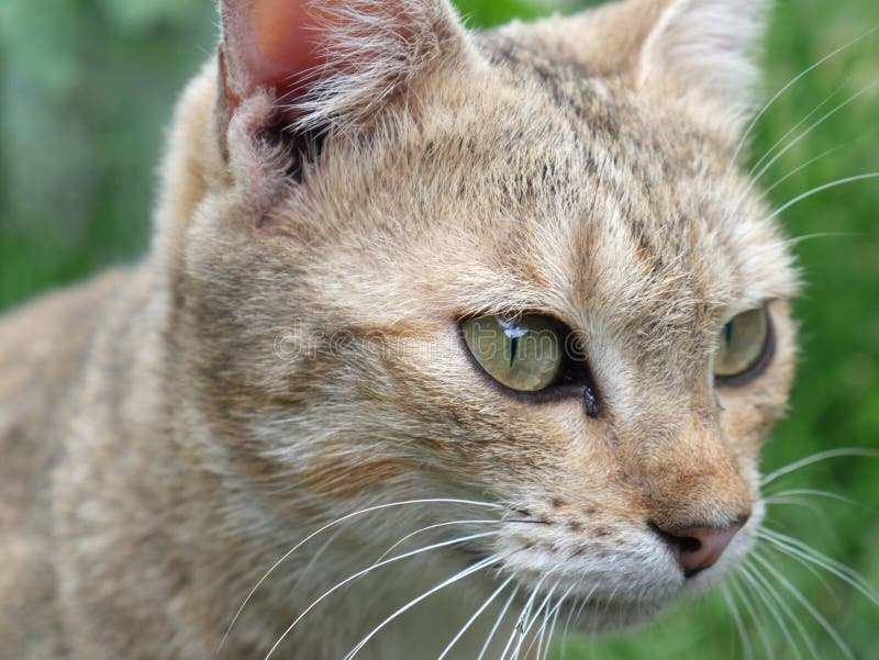 The Head of a Cute Sand-colored Cat. Closeup Stock Photo - Image of ...