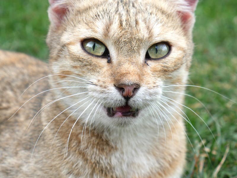 The Head of a Cute Sand-colored Cat. Closeup Stock Photo - Image of ...
