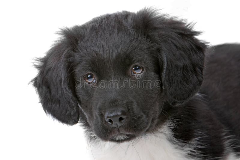 English Springer Spaniel Puppy Stock Photo - Image of cute, pooch: 908060