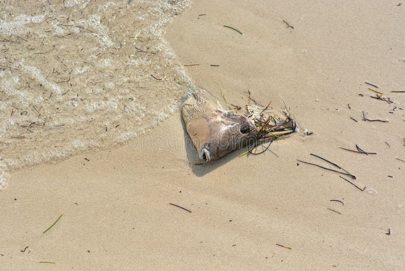 Rotting Fish Head Stock Photos - Free & Royalty-Free Stock Photos from ...