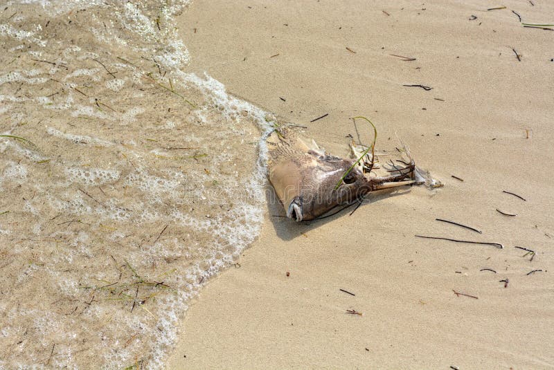 Rotting Fish Head Stock Photos - Free & Royalty-Free Stock Photos from ...