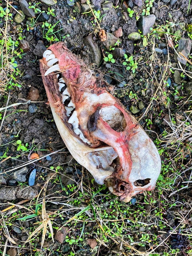 Head of a Dead Fox in an Advanced State of Decomposition Stock Image ...