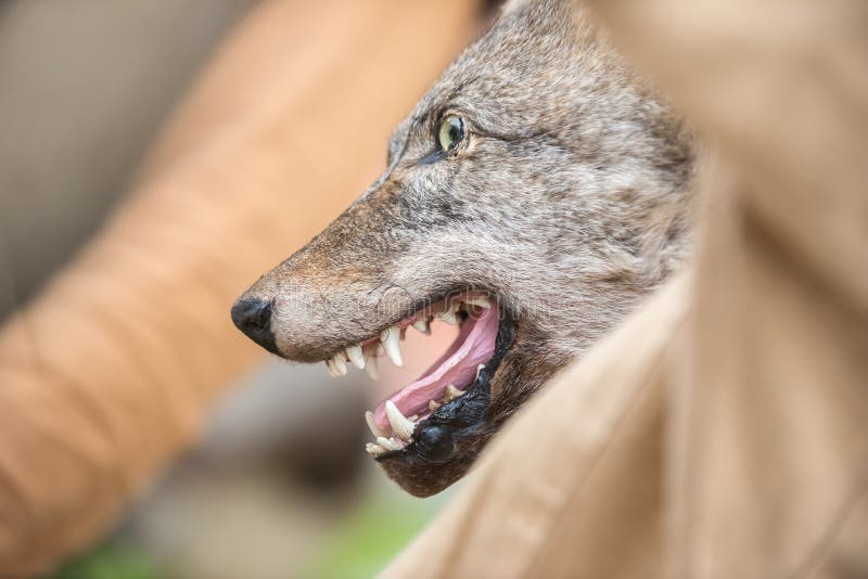 489 Wolf Fangs Photos - Free & Royalty-Free Stock Photos from Dreamstime