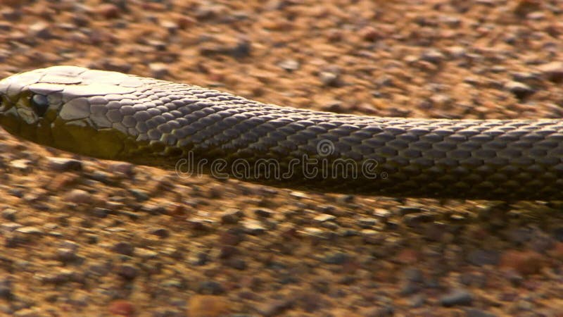 Inland taipan Snake stock video. Video of outback, endangered - 185750567