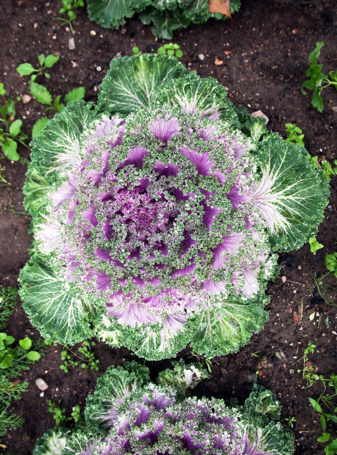 Head Decorative Color Cabbage on the Background of the Soil Stock Image ...