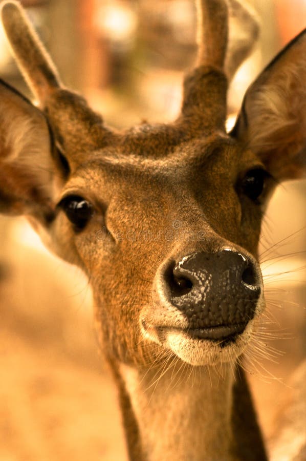 Head of deer stock photo. Image of animal, head, deer - 96435376