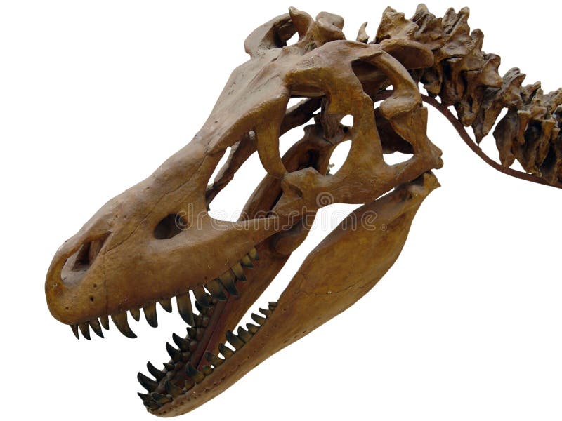 Fossil Dinosaur Skull Isolated. Stock Photo - Image of head, fossilized ...
