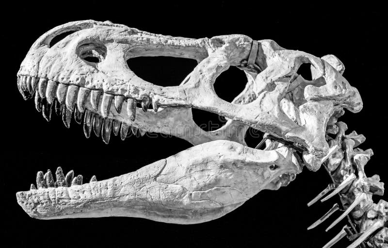 Head of dinosaur stock photo. Image of dinosaur, dino - 141959400
