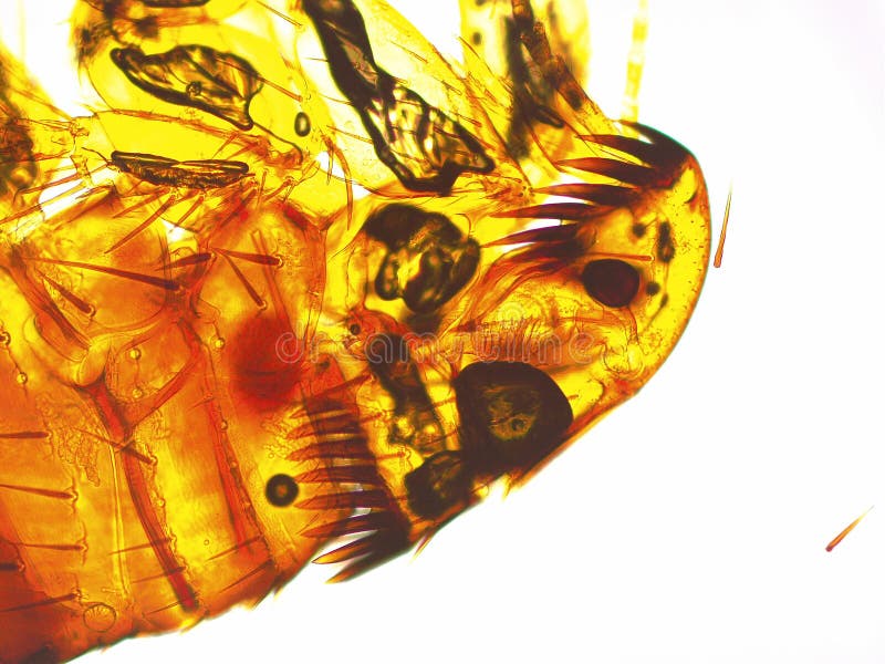 Head of a Dog Flea Under Microscope 100x Magnification Stock Image ...