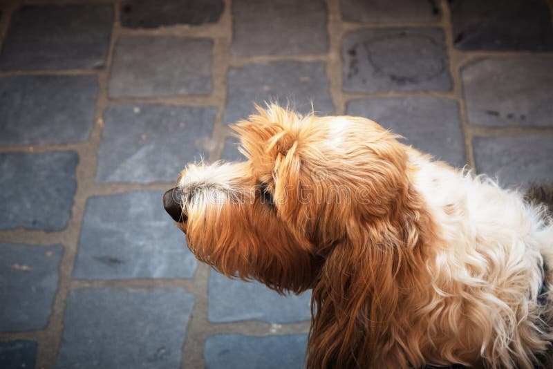 The head of dog fluffy stock image. Image of nose, looking - 147755897
