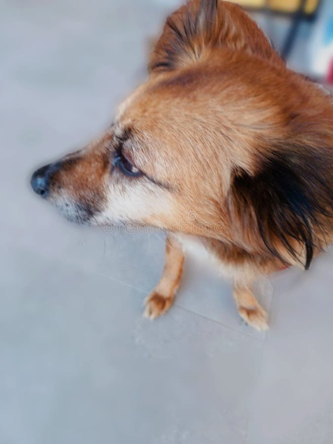 Head of dog stock image. Image of profile, domestic - 219202461