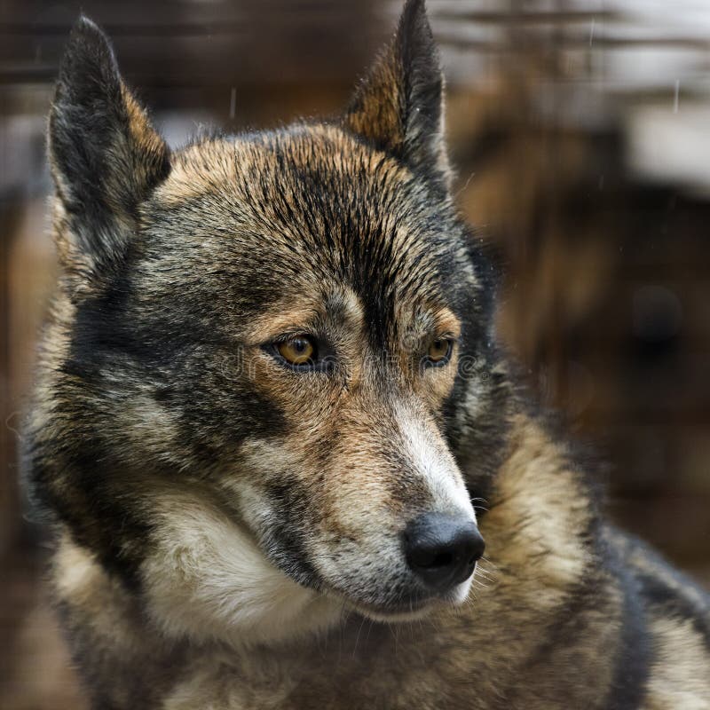 The head of a dog Husky stock image. Image of eyes, head - 100651757