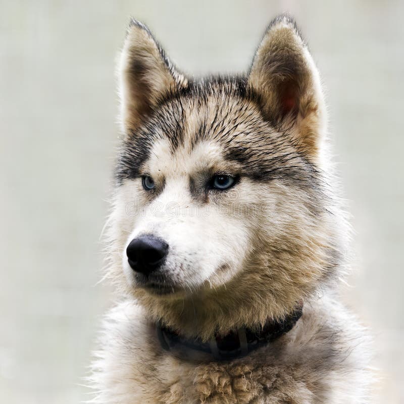 The head of a dog Husky stock image. Image of eyes, head - 100651757