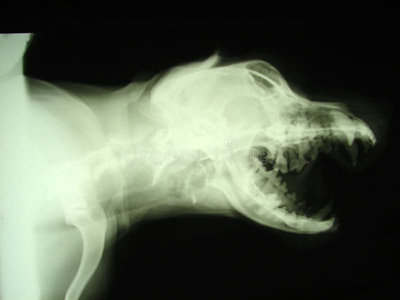 Head of Dog Roentgen Picture Stock Image - Image of tooth, animal: 21673239