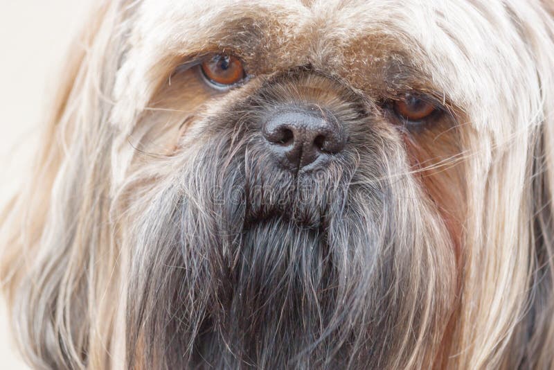 Head of dog stock image. Image of friend, domestic, companion - 52643665