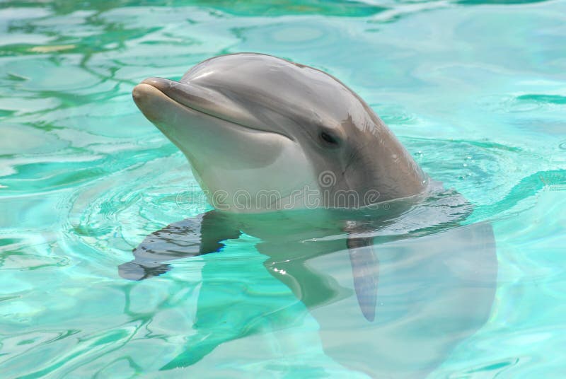 Head of dolphin stock image. Image of intelligence, swimming - 2724595