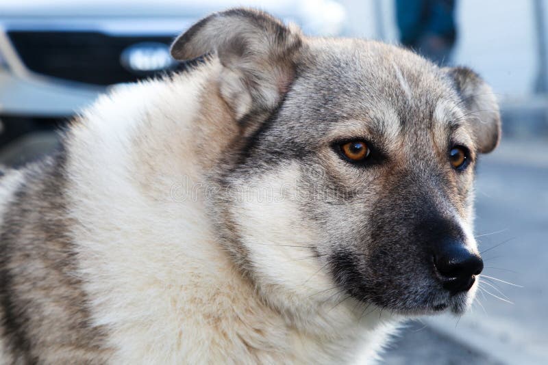Head of a dog stock photo. Image of average, like, light - 110569576