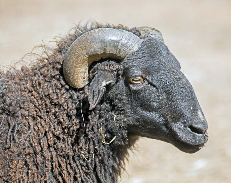 Head of domestic ram 1 stock photo. Image of grass, creature - 101394424
