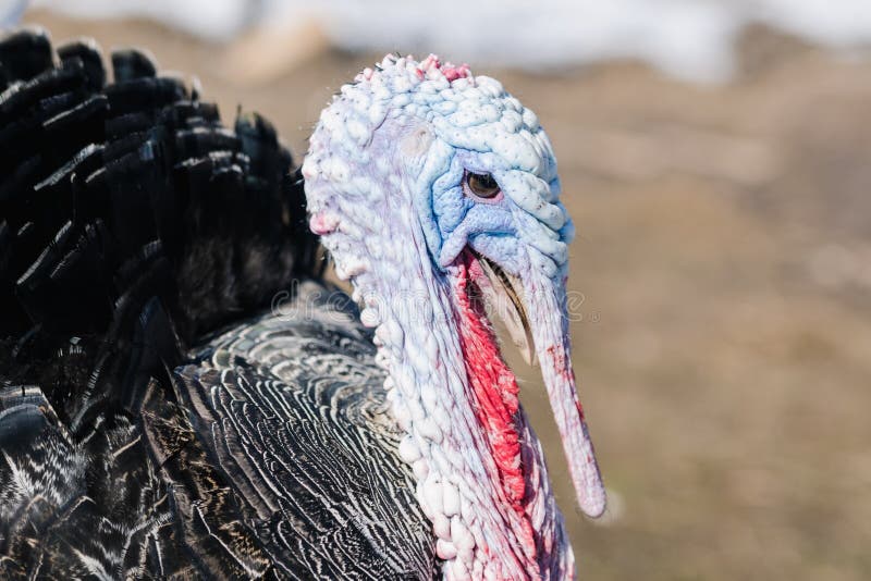 Head of a Domestic Turkey on a Bright Sunny Day Stock Image - Image of ...