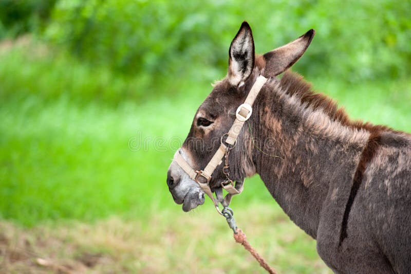 Head of a donkey stock image. Image of grass, animal - 15587285