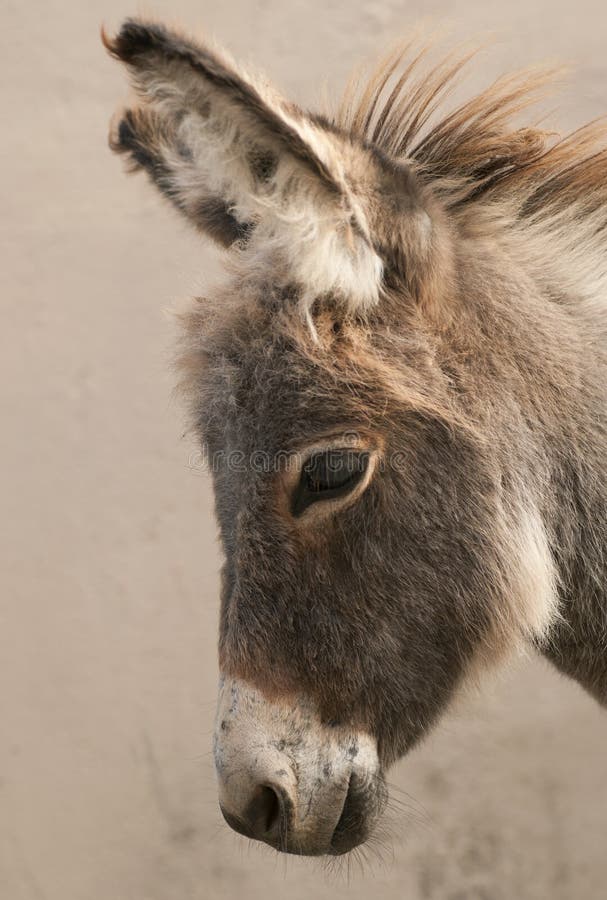 Head of Donkey stock image. Image of vertebrate, isolated - 27657389