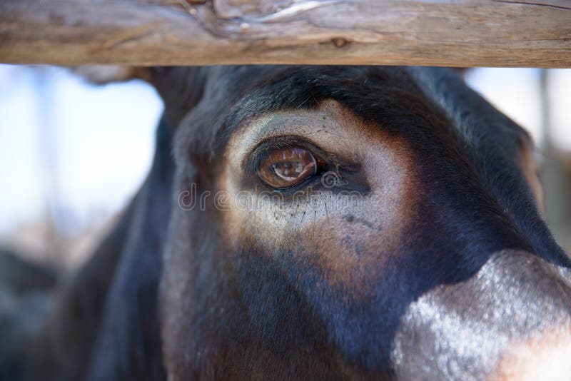 Head of a donkey stock image. Image of outdoor, close - 44464523