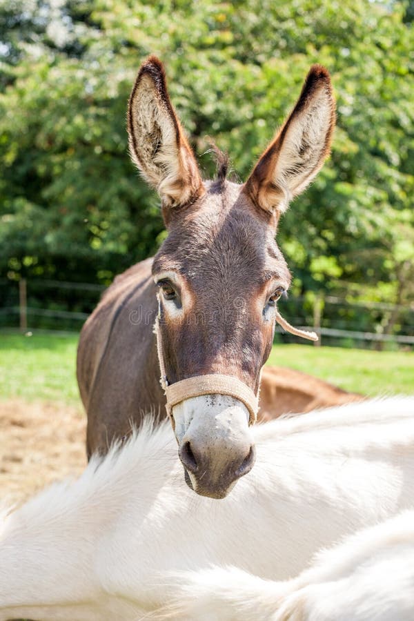 Head of donkey stock image. Image of blooming, health - 42846543